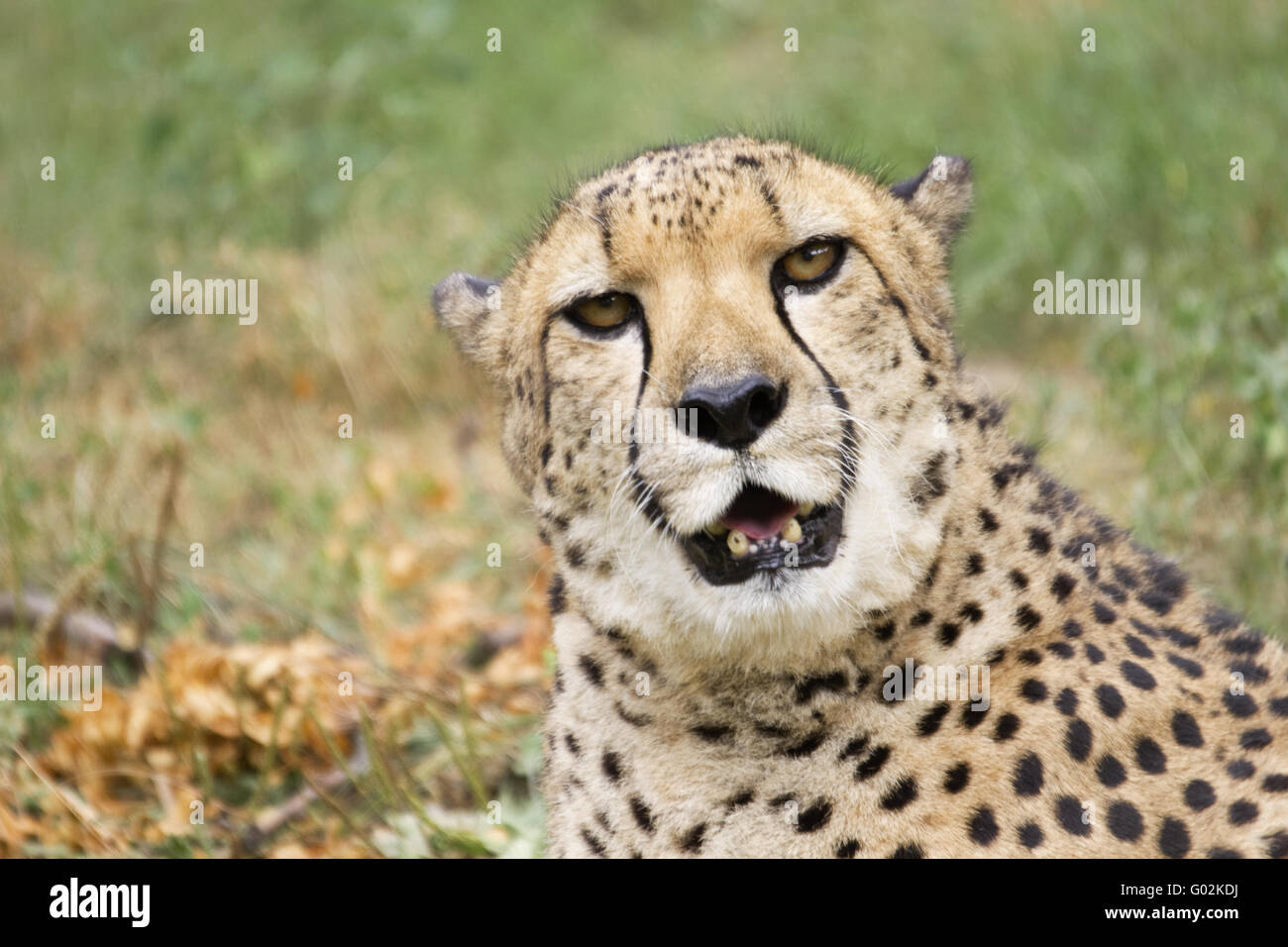 Cheetah's Unique Face Stock Photo - Alamy