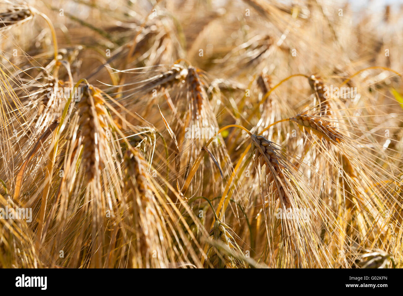 farm field cereals Stock Photo - Alamy