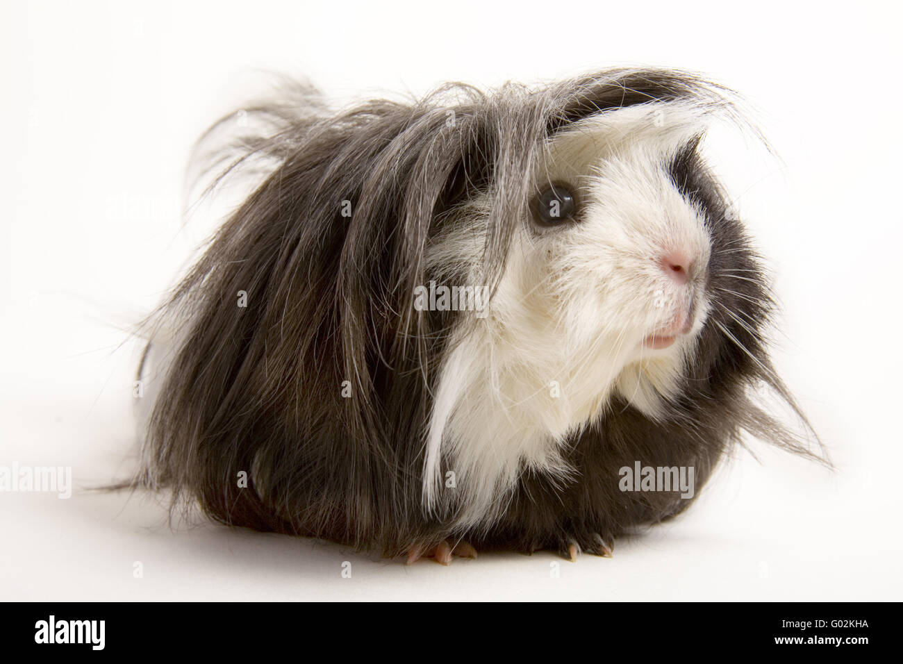 Guineapigs hi-res stock photography and images - Alamy