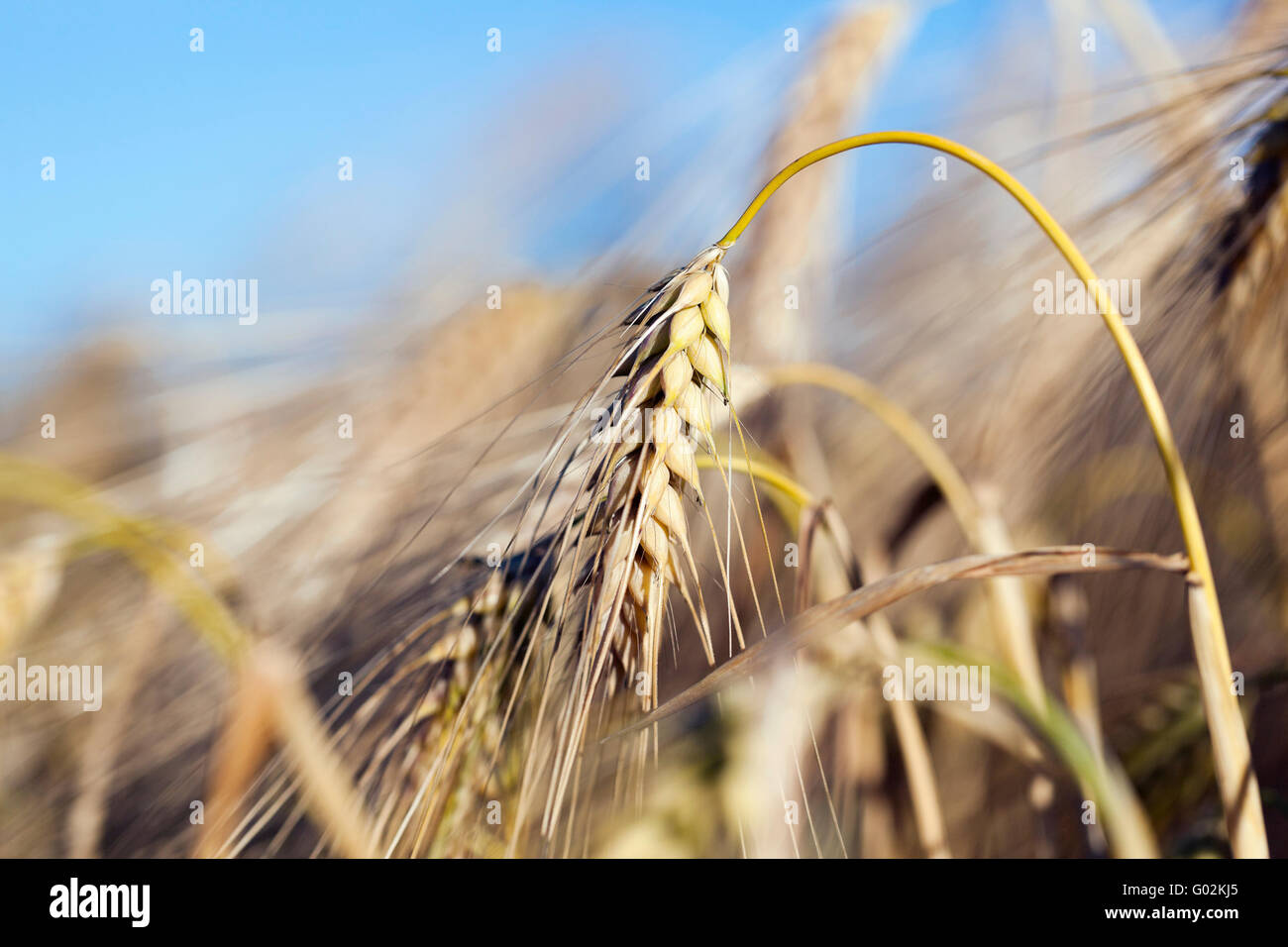 farm field cereals Stock Photo - Alamy