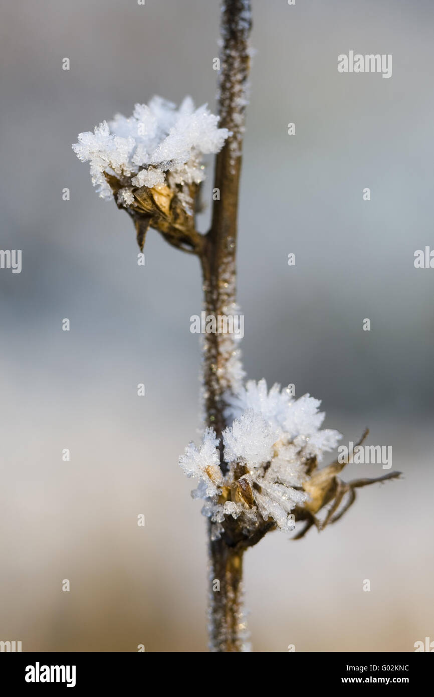 Winterly still life hi-res stock photography and images - Alamy
