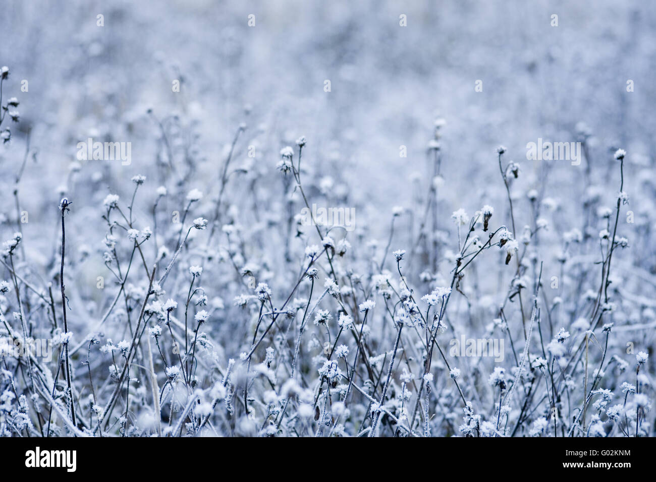 hoar frost on a flowers meadow in tthe winter Stock Photo - Alamy