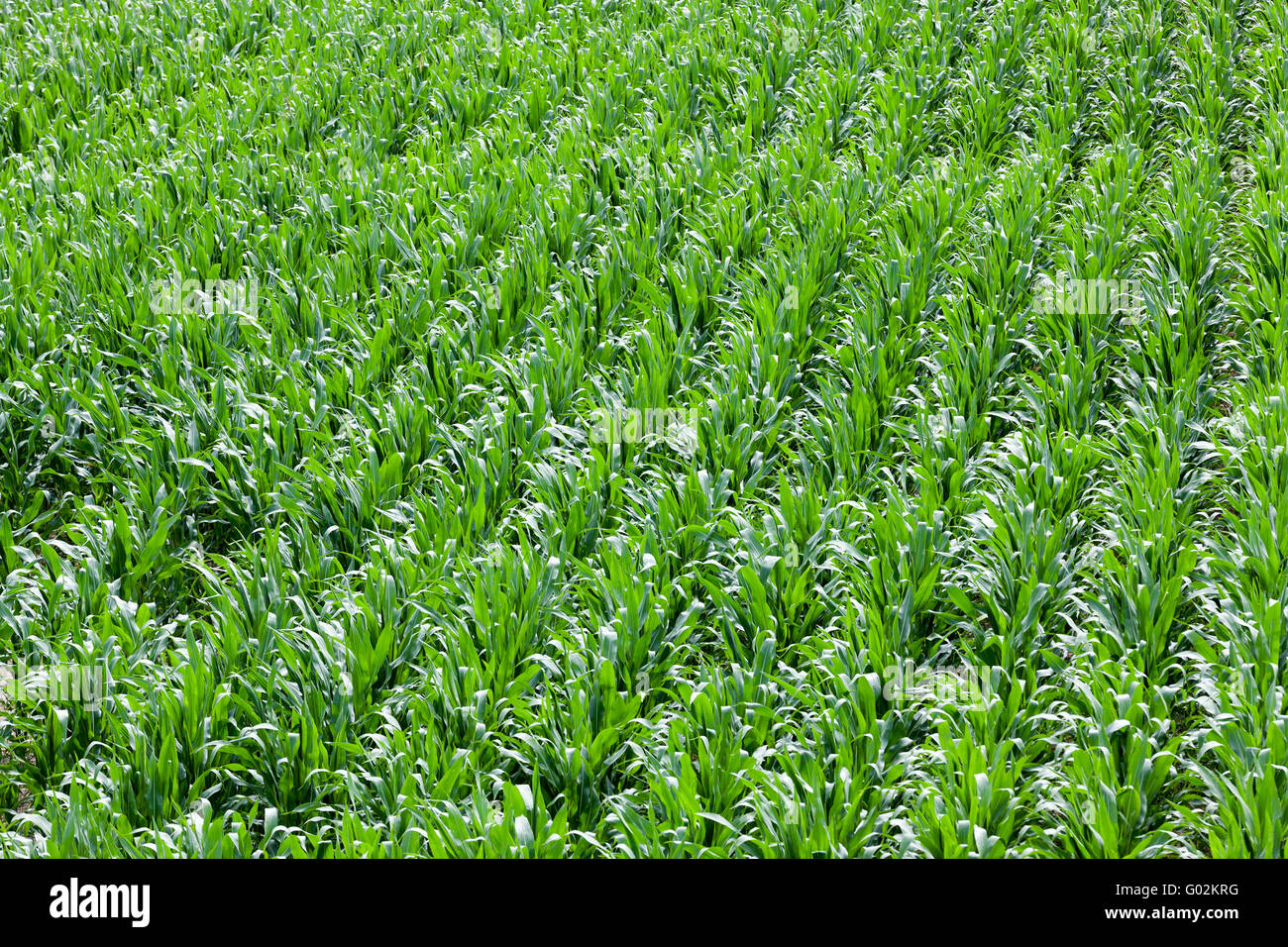 Corn field, summer Stock Photo - Alamy