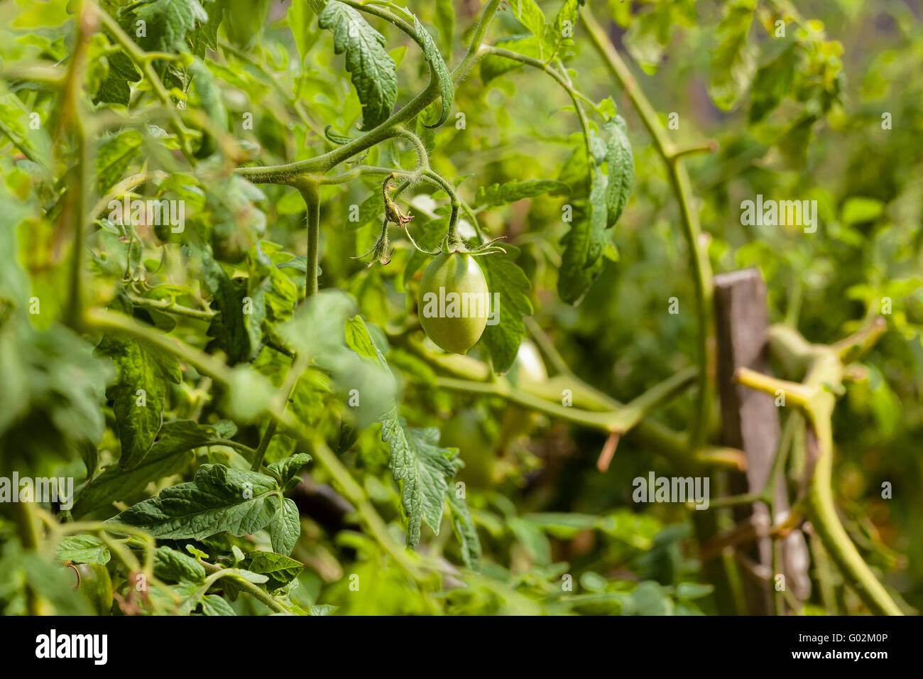 Unripe vegetable hi-res stock photography and images - Alamy