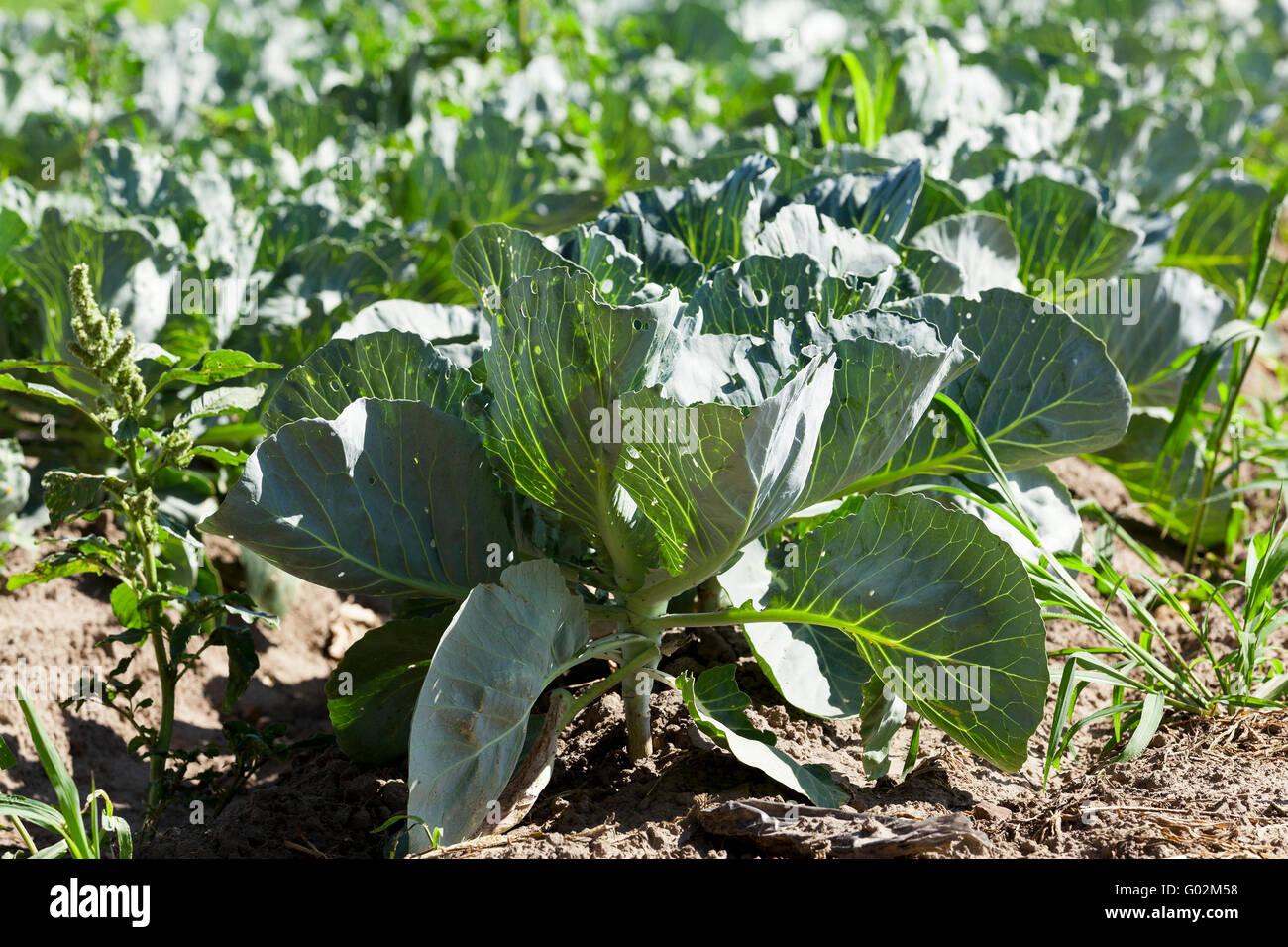 Field of cabbage, spring Stock Photo - Alamy