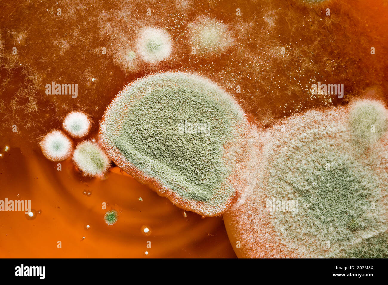 Fungal food poisoning hi-res stock photography and images - Alamy