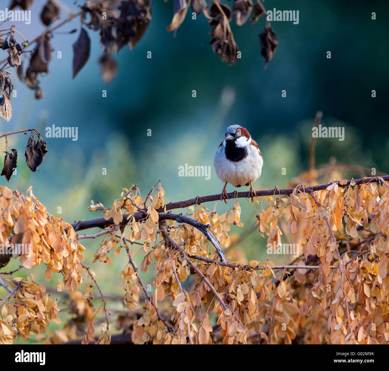 Male sparrow india hi-res stock photography and images - Alamy