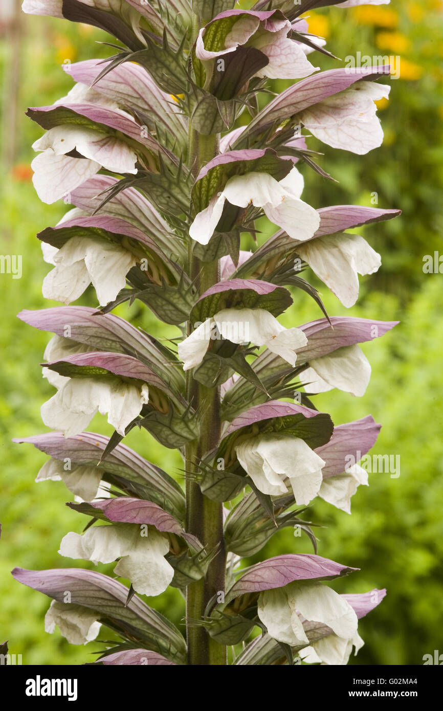Acanthus detail hi-res stock photography and images - Alamy