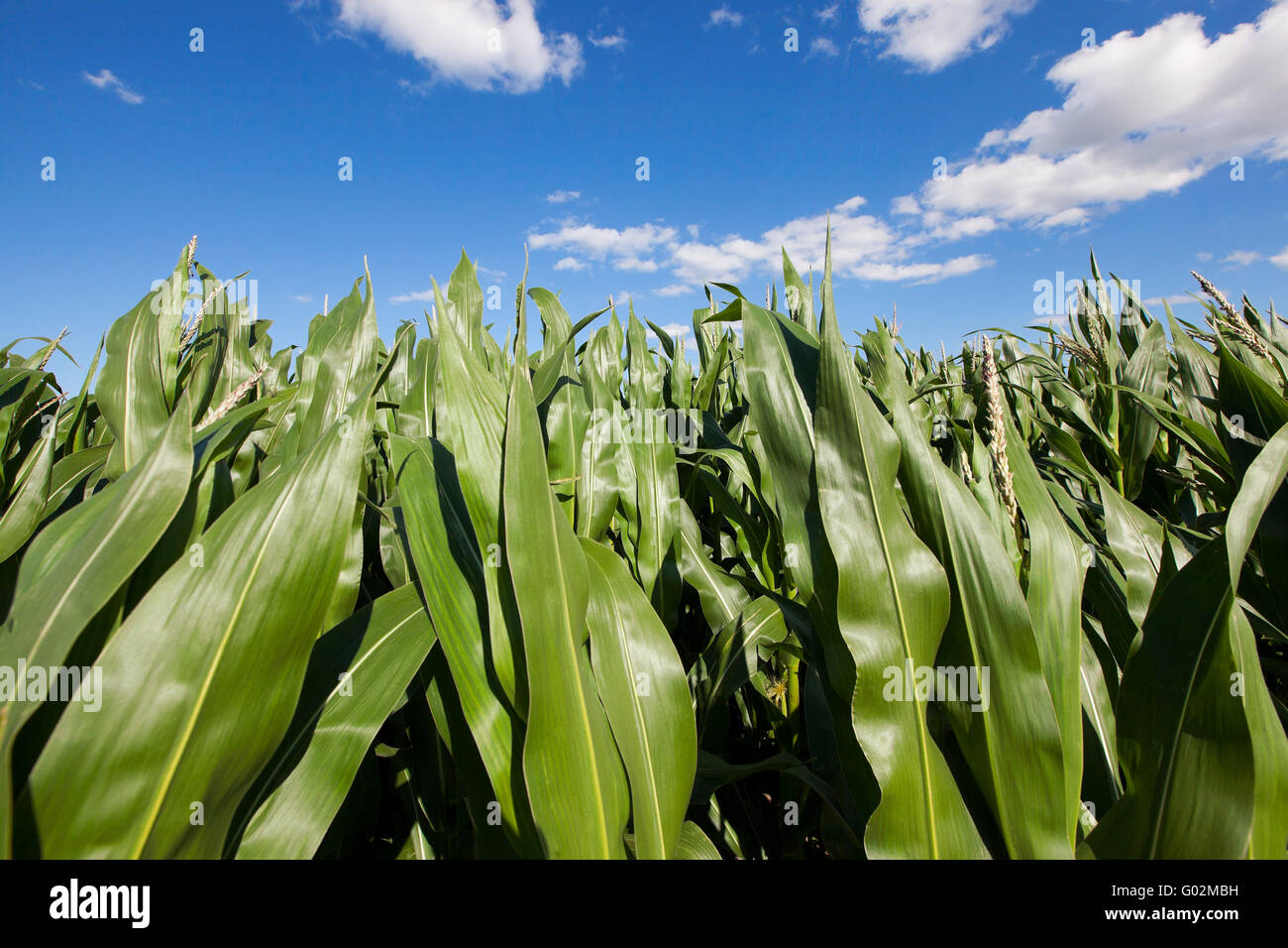 corn field, agriculture Stock Photo - Alamy