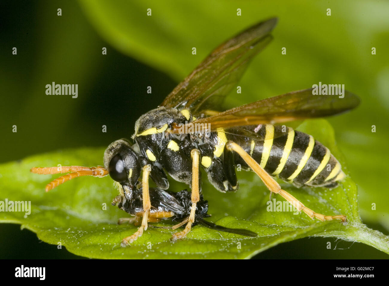 Leaf eating by wasps hi-res stock photography and images - Alamy