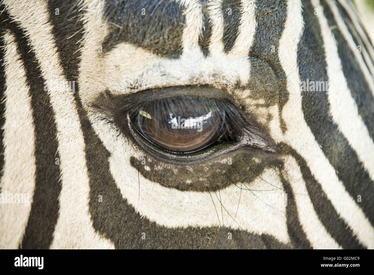 Eye of a Zebra Stock Photo - Alamy