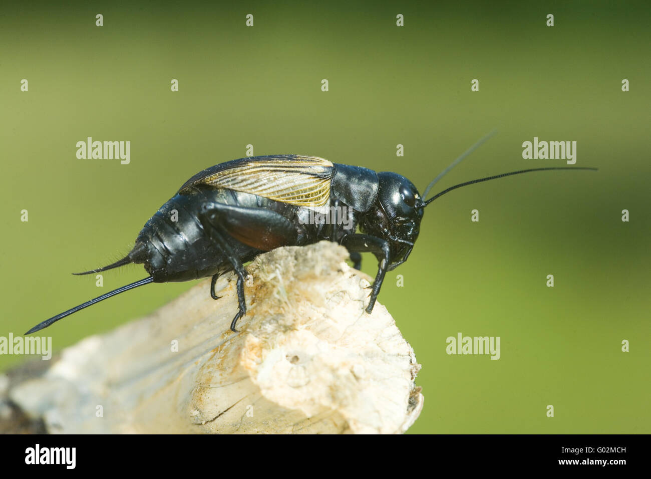 Gryllus hi-res stock photography and images - Alamy