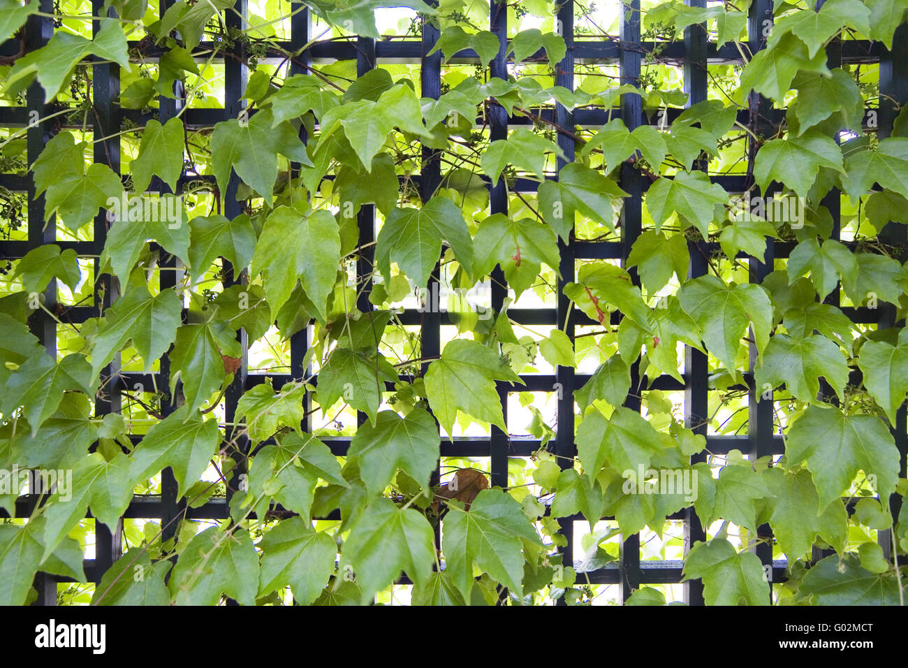 Vine textures hi-res stock photography and images - Alamy