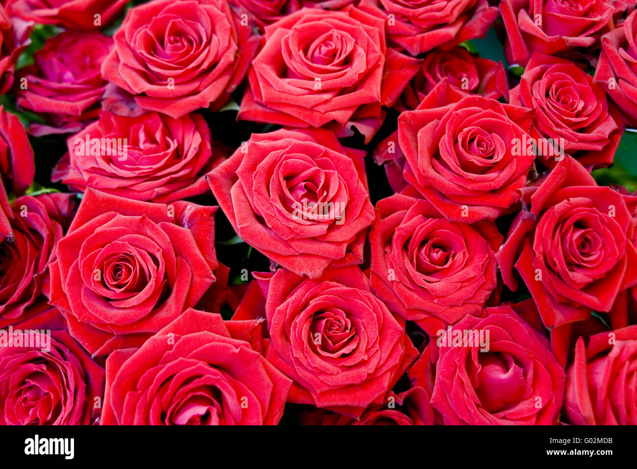 Muster rote rosen hintergrund blumen hi-res stock photography and ...
