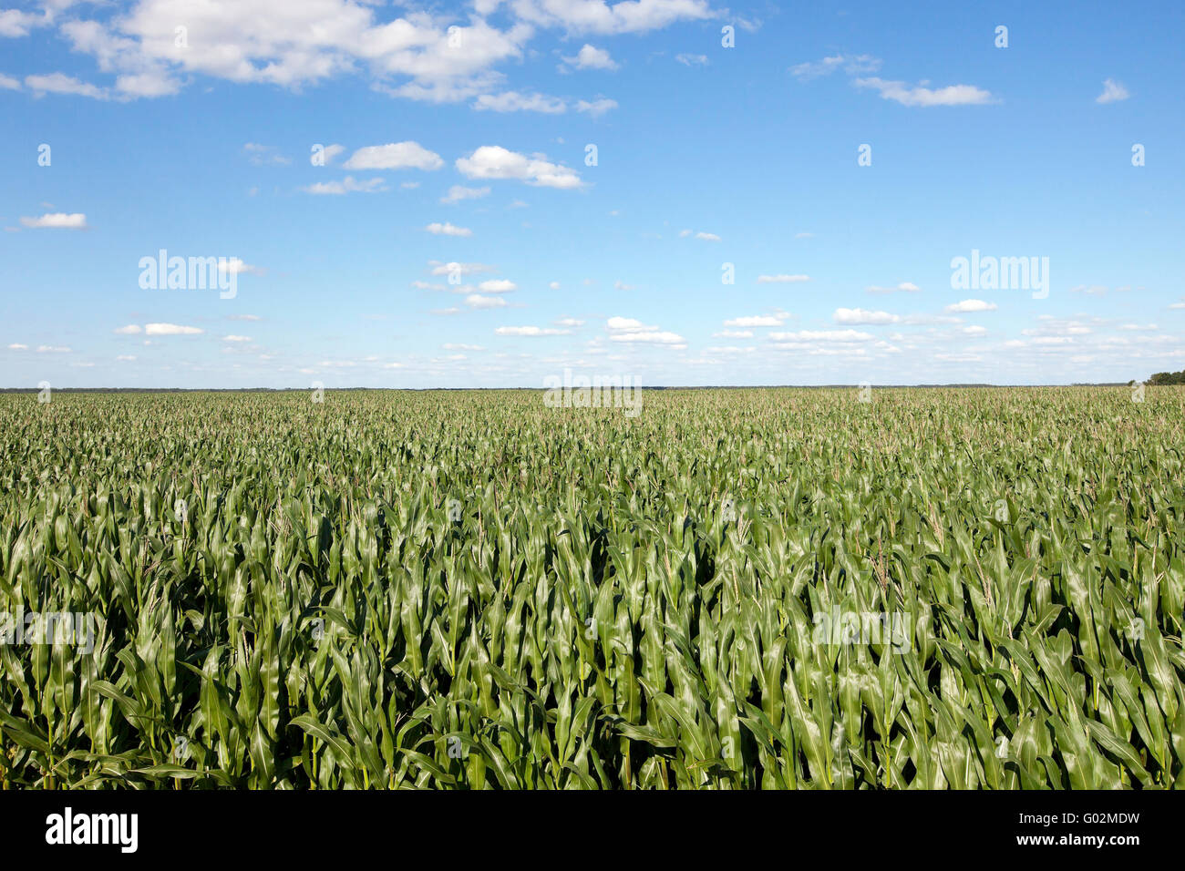 corn field, agriculture Stock Photo - Alamy