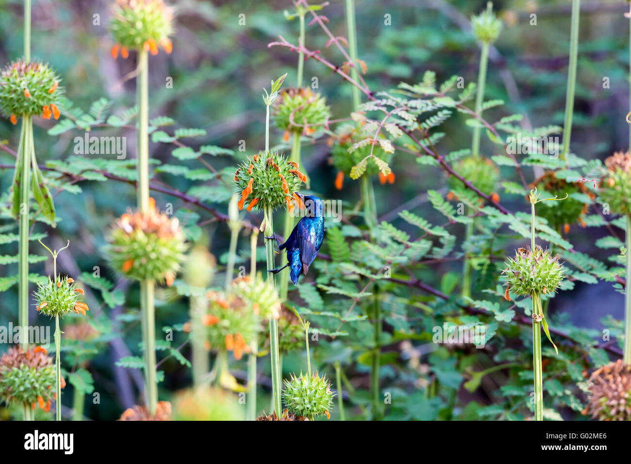 The purple sunbird is a small sunbird Stock Photo - Alamy