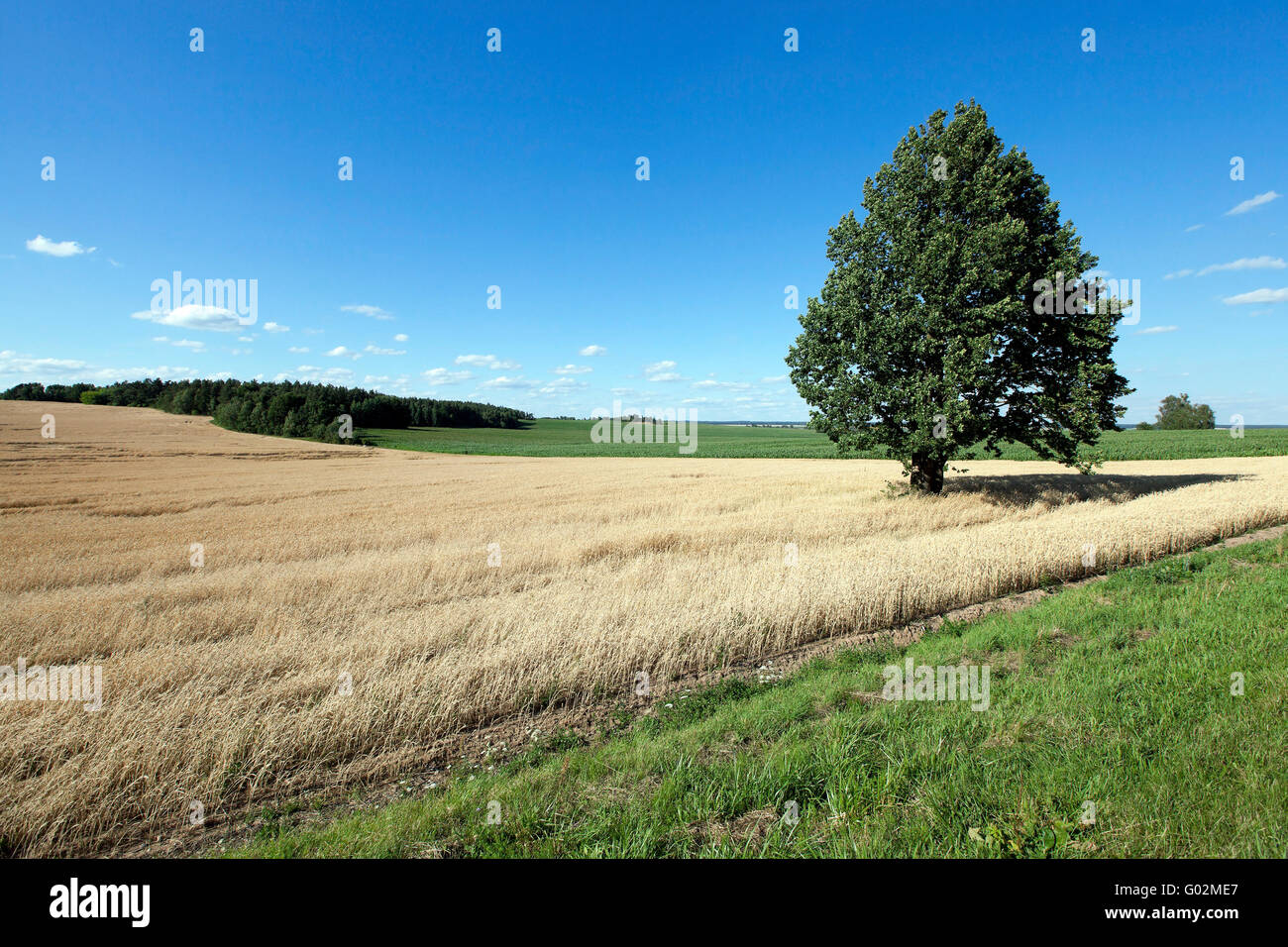 wheat field, tree Stock Photo - Alamy