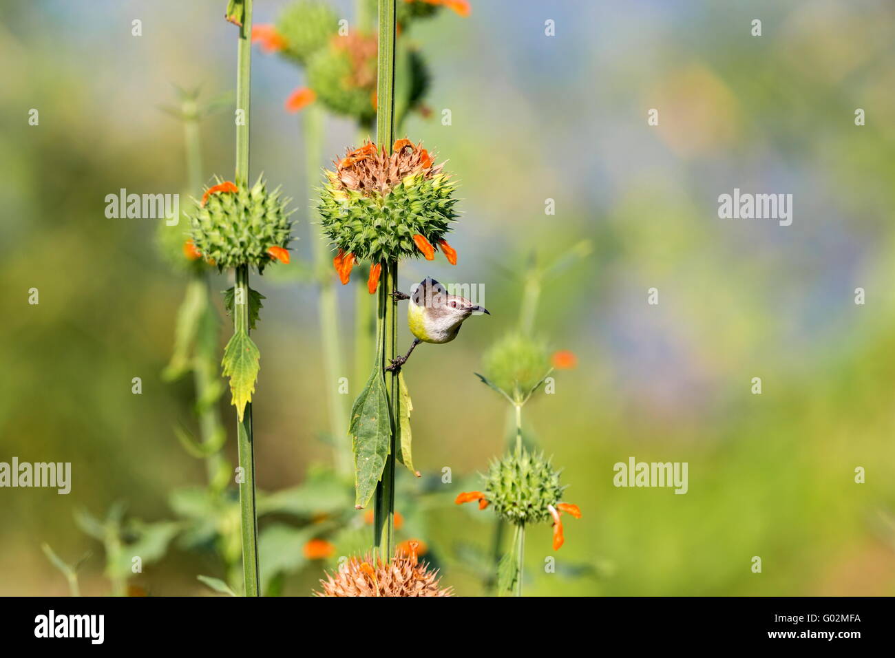 Indian sunbird hi-res stock photography and images - Alamy