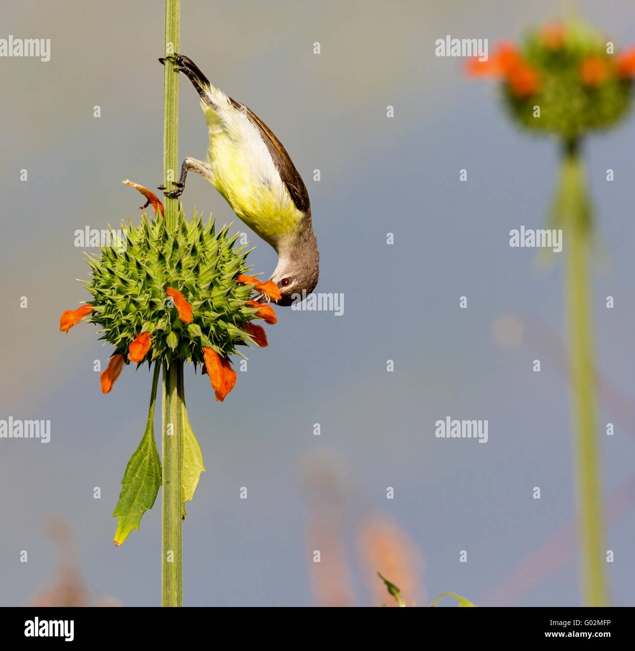 Female purple-rumped sunbird. This is a sunbird endemic to the Indian ...