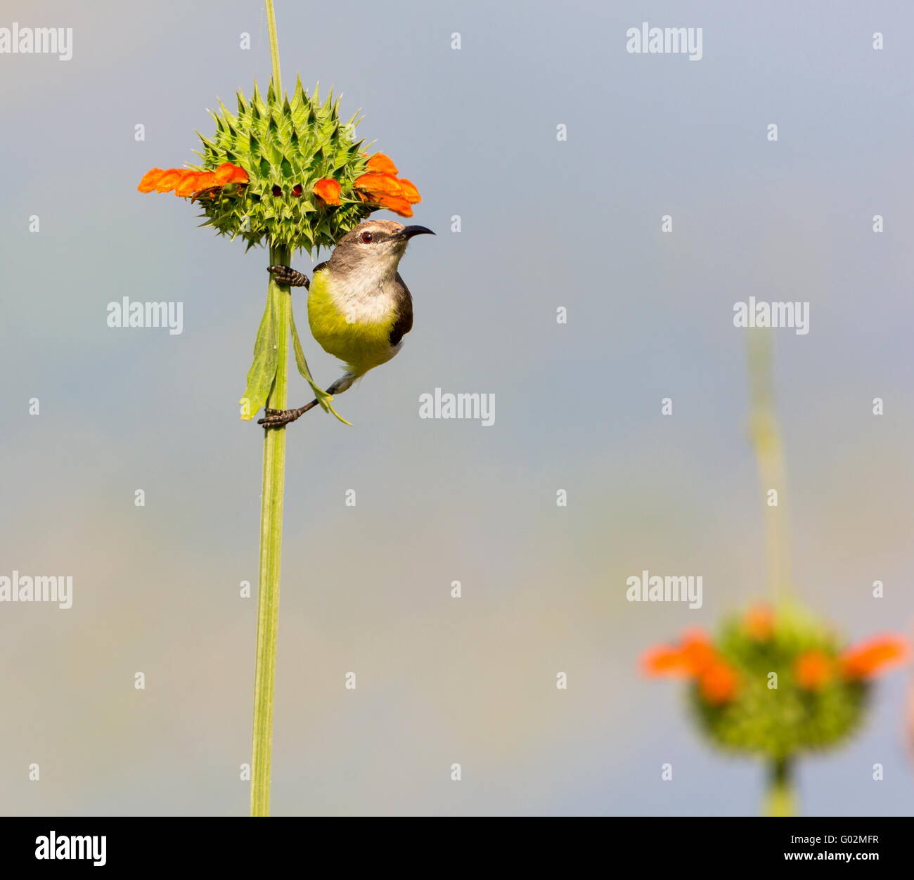 Female purple-rumped sunbird. This is a sunbird endemic to the Indian ...