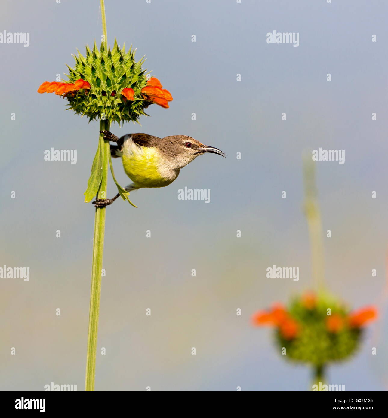 Indian sunbird hi-res stock photography and images - Alamy