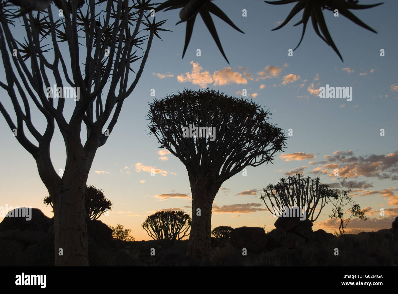 Kocherbaumwald hi-res stock photography and images - Alamy