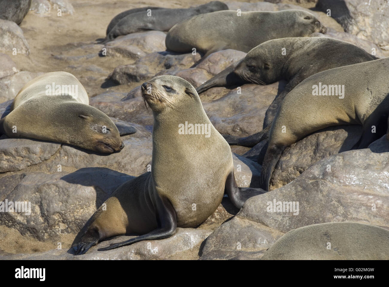 Robbery animal hi-res stock photography and images - Alamy