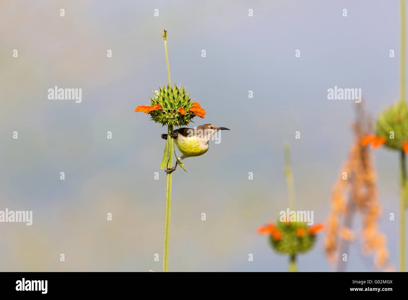 Female purple-rumped sunbird. This is a sunbird endemic to the Indian ...