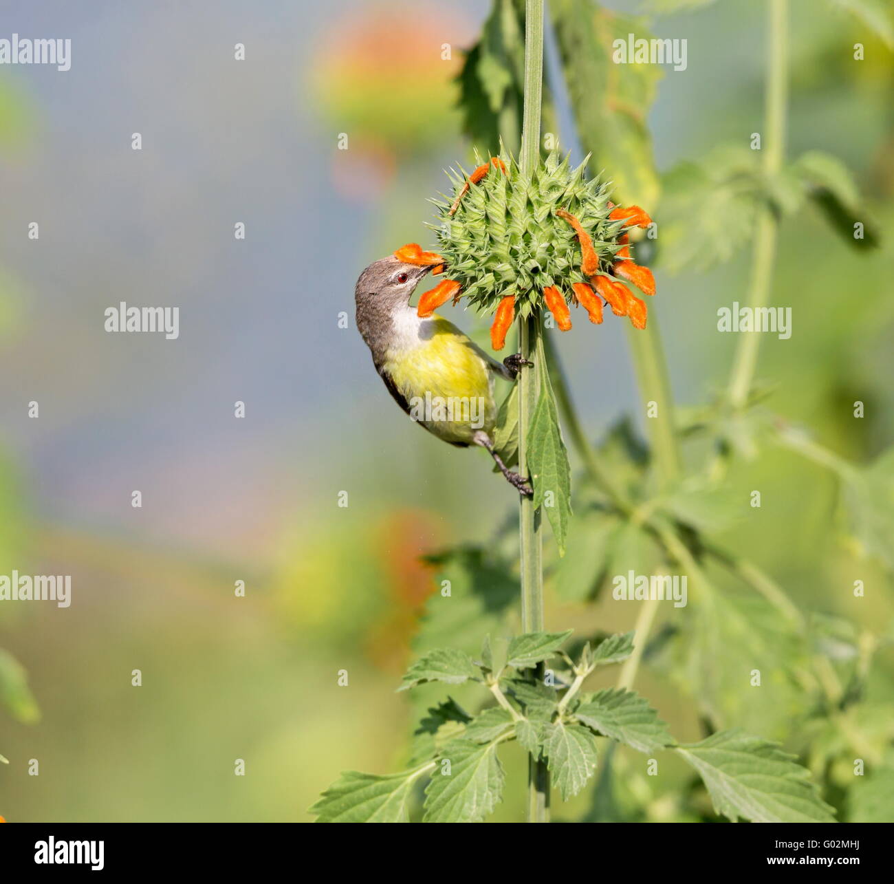 Female purple rumped sunbird hi-res stock photography and images - Alamy