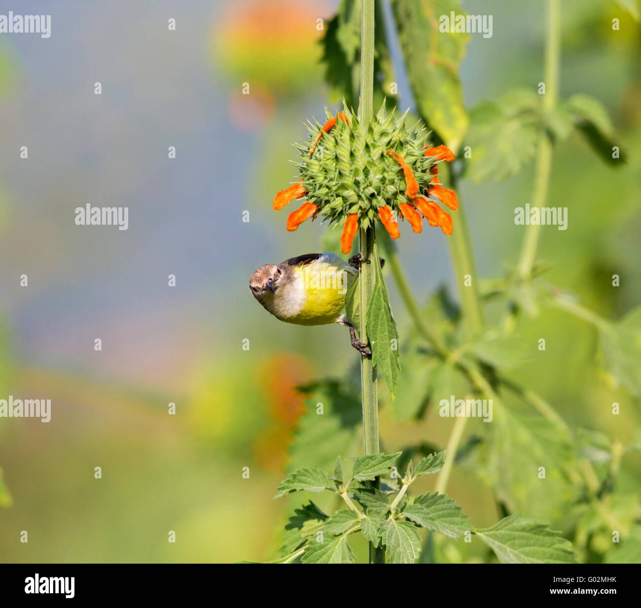 Indian sunbird hi-res stock photography and images - Alamy