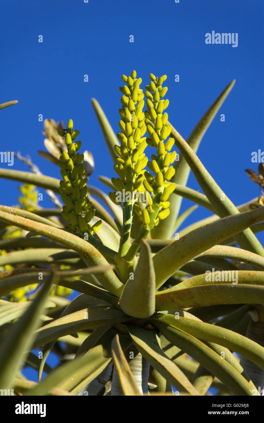 Quiver tree hi-res stock photography and images - Alamy