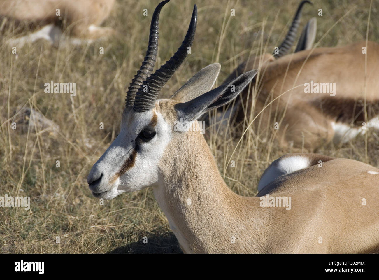 Afrika springbok hi-res stock photography and images - Alamy