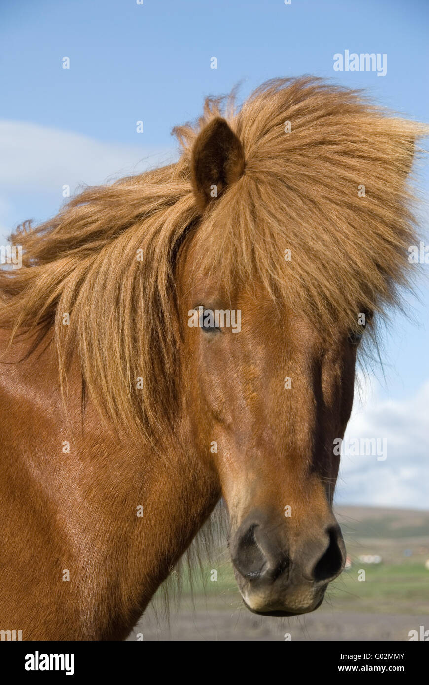 Mahne horse hi-res stock photography and images - Alamy