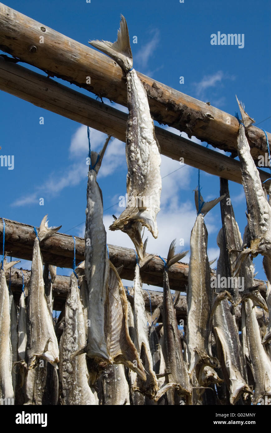 Stockfisch hi-res stock photography and images - Alamy