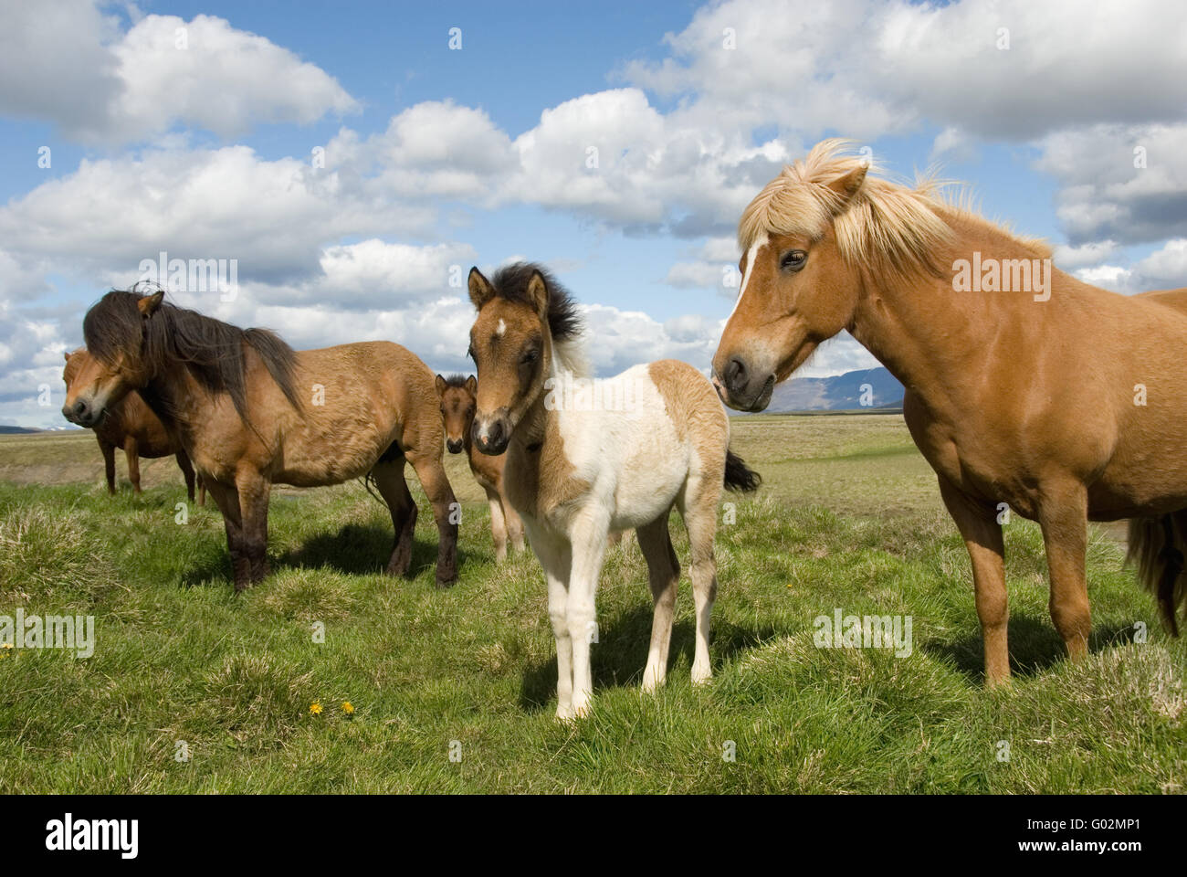 Pferde fohlen hi-res stock photography and images - Alamy