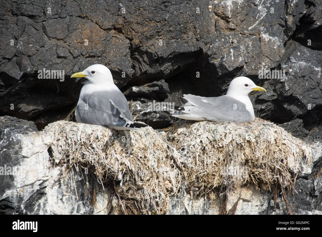 Iceland gulls hi-res stock photography and images - Alamy