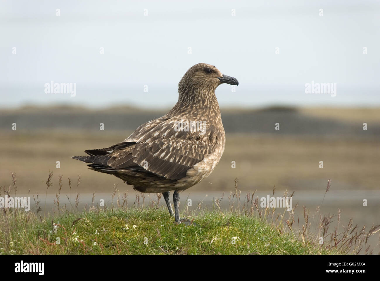 Raubmowe hi-res stock photography and images - Alamy