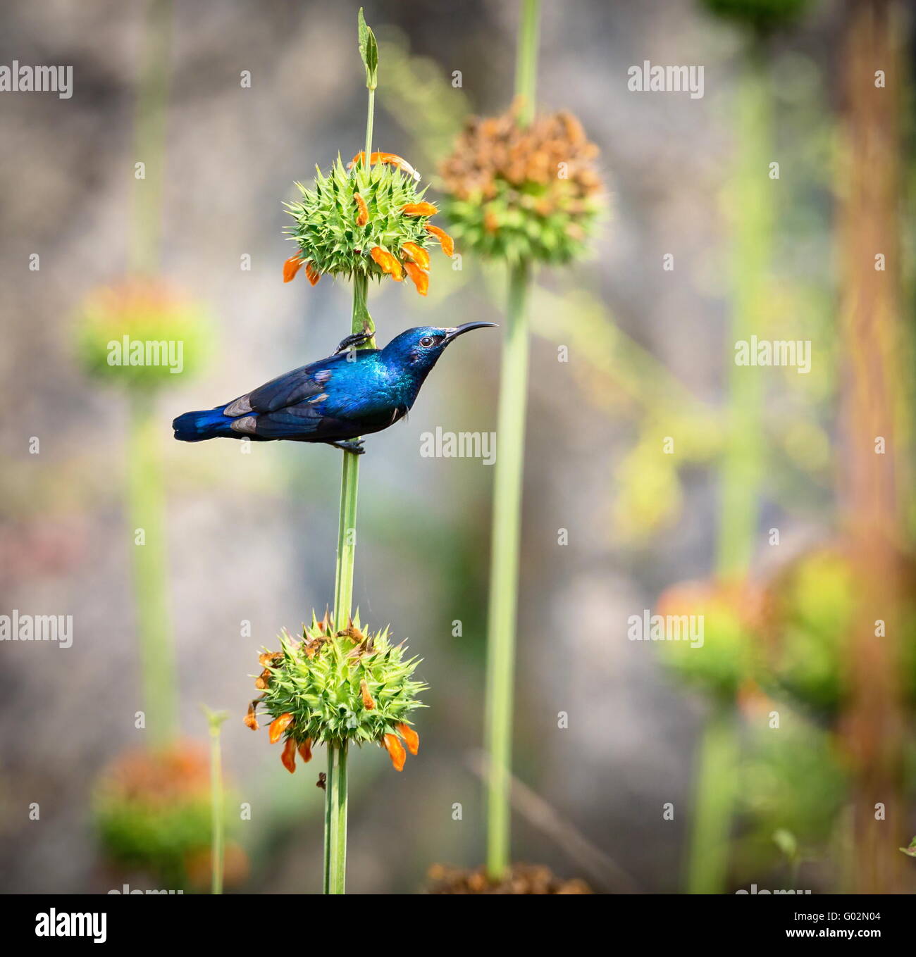 Purple sunbird hi-res stock photography and images - Alamy