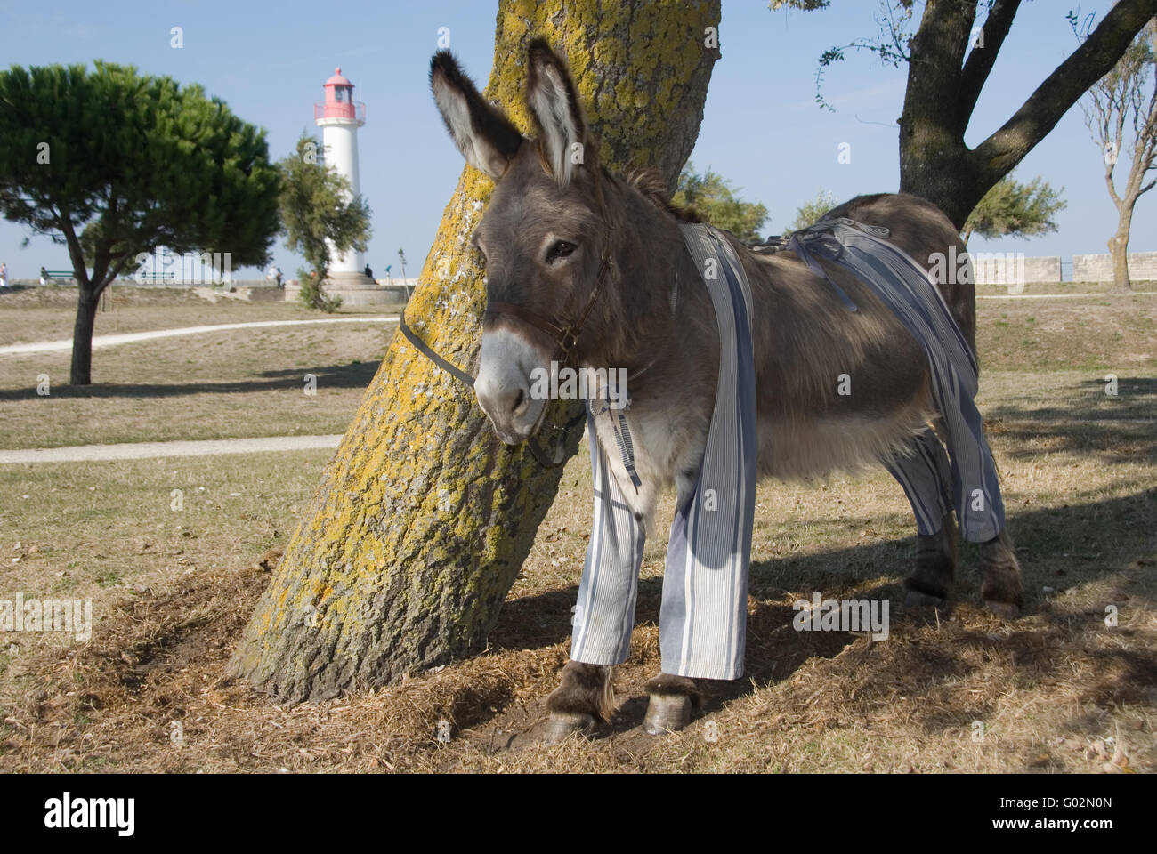 Poitou donkey hi-res stock photography and images - Alamy