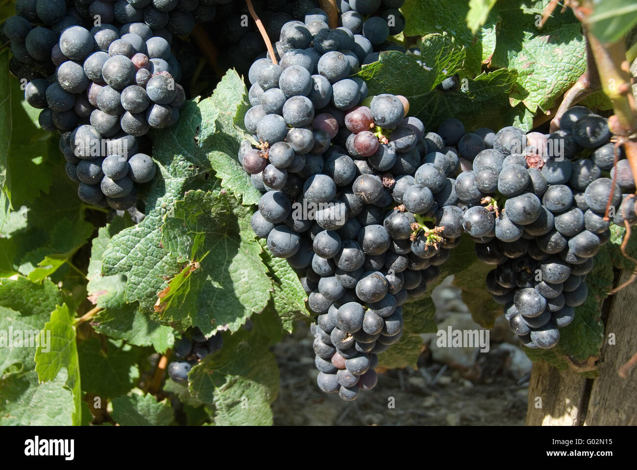 Rot wine hi-res stock photography and images - Alamy
