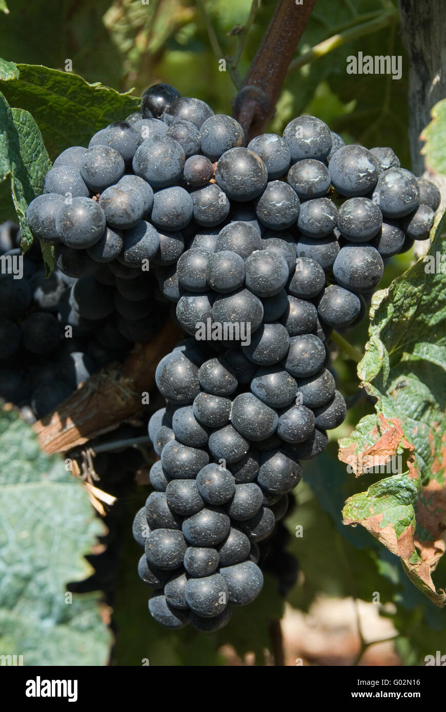 Rot wine hi-res stock photography and images - Alamy
