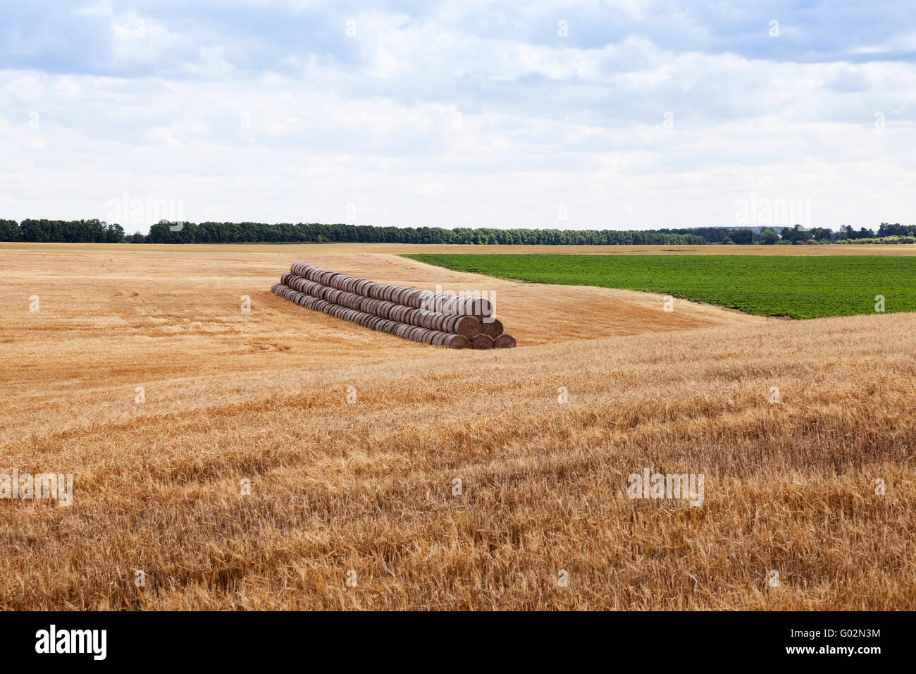 gathering the wheat harvest Stock Photo - Alamy
