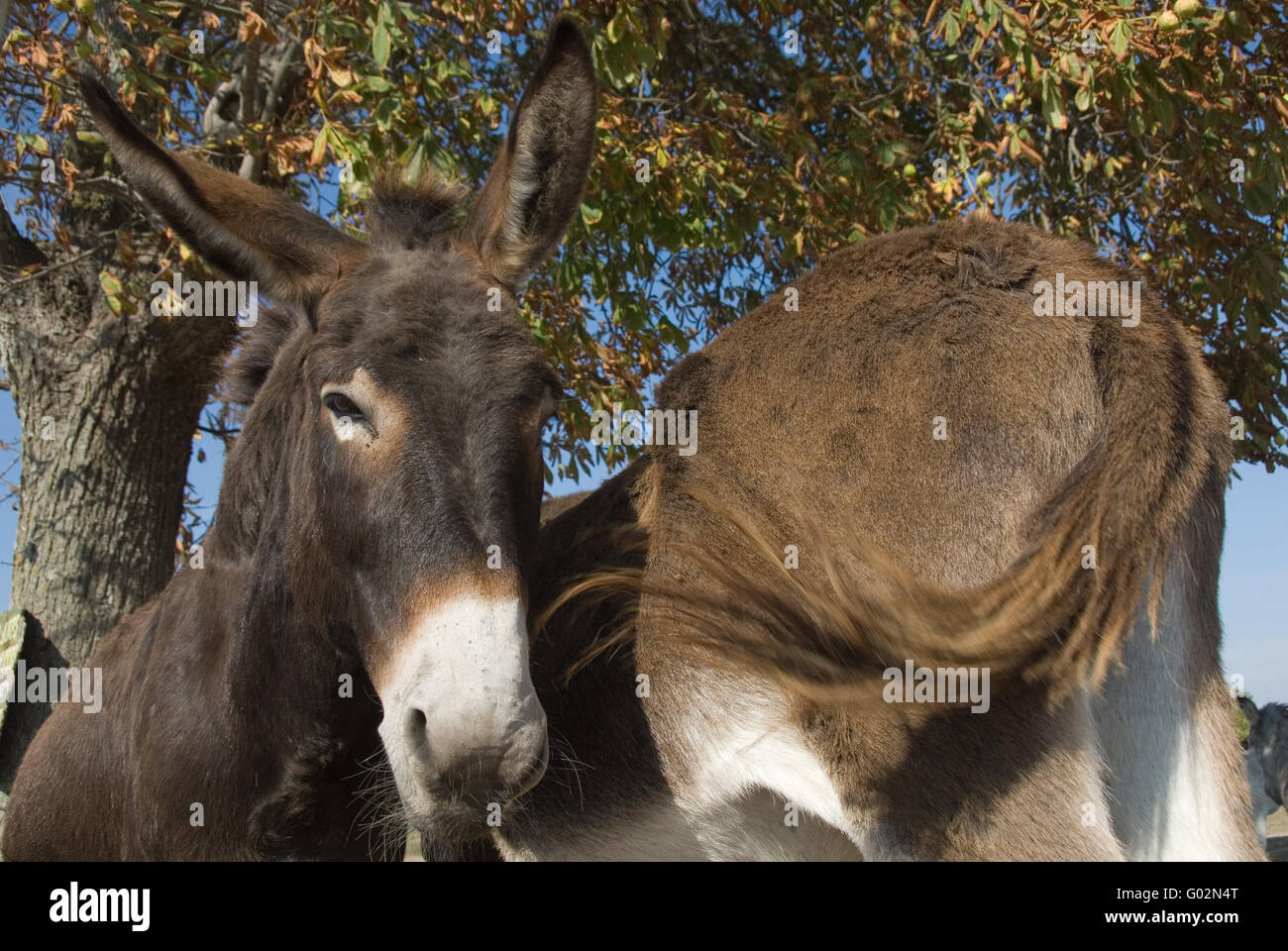 Poitou donkey hi-res stock photography and images - Alamy
