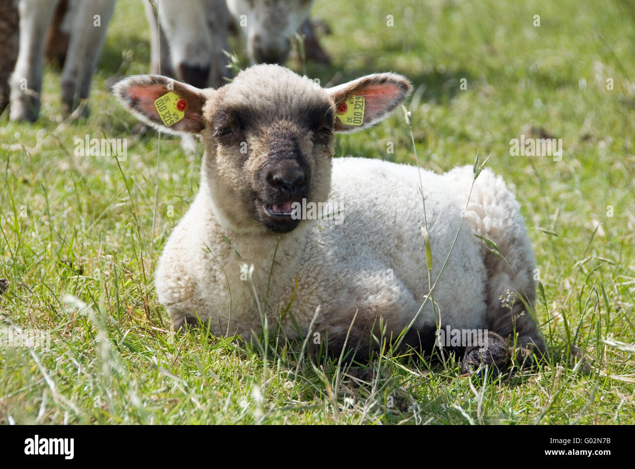 Schaf europa hi-res stock photography and images - Alamy