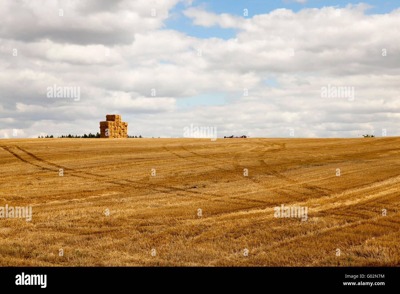 gathering the wheat harvest Stock Photo - Alamy