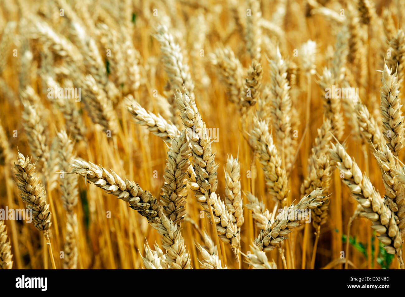 farm field cereals Stock Photo - Alamy