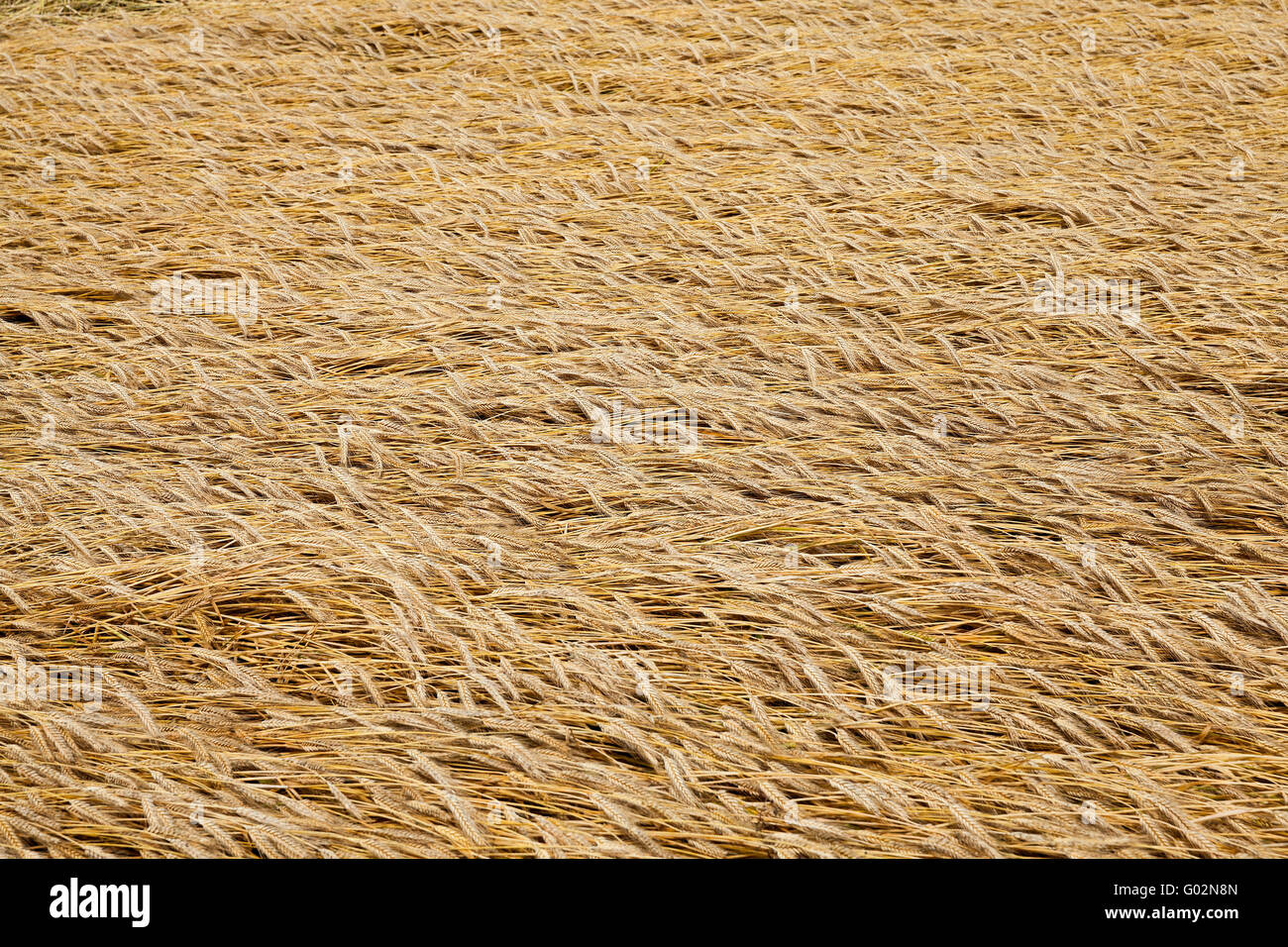 destroyed by the storm wheat Stock Photo - Alamy