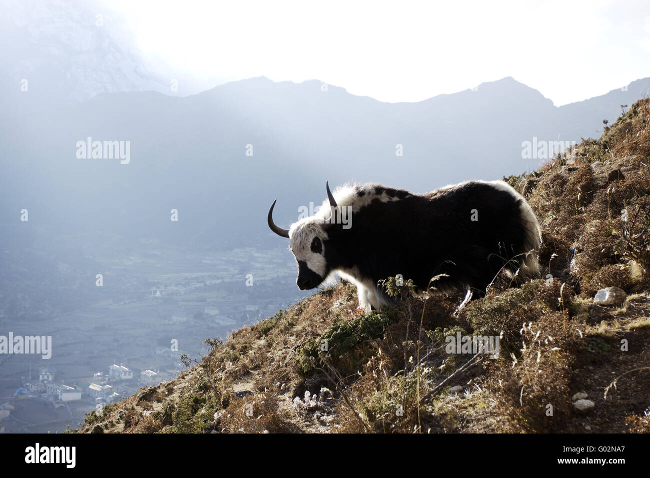 Standing yak hi-res stock photography and images - Alamy