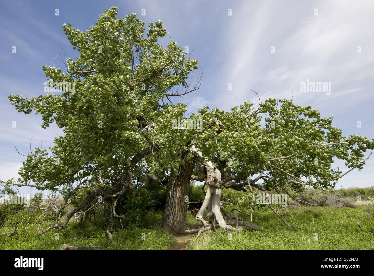 Twisted tree branch hi-res stock photography and images - Alamy