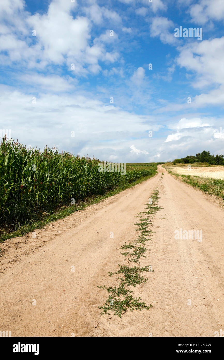 Corn field, summer Stock Photo - Alamy